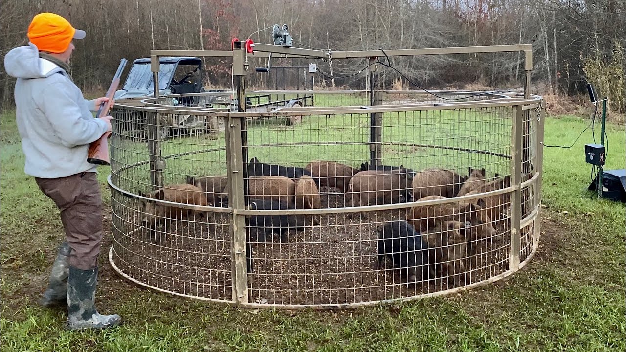 Trapped 16 wild hogs to save the turkeys. - YouTube