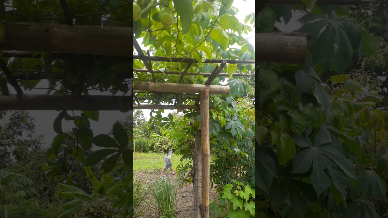 Pohon markisa - YouTube