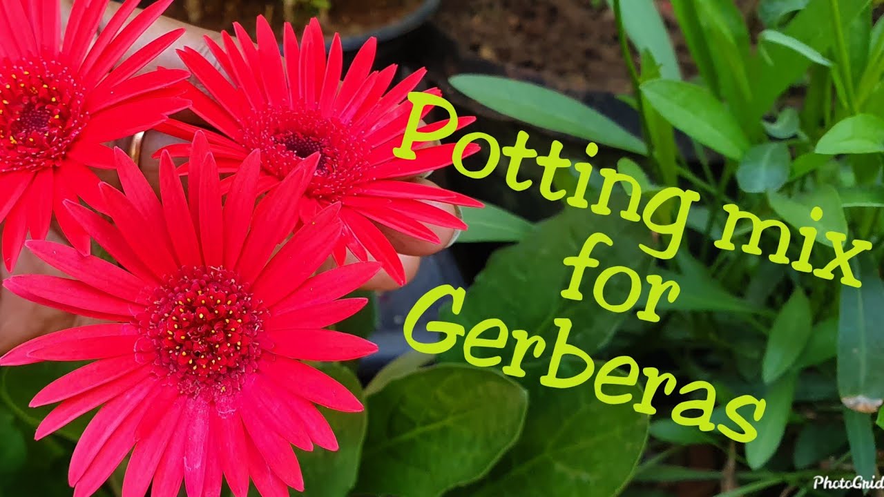 Growing Gerbera - part 1 - soil mix - YouTube