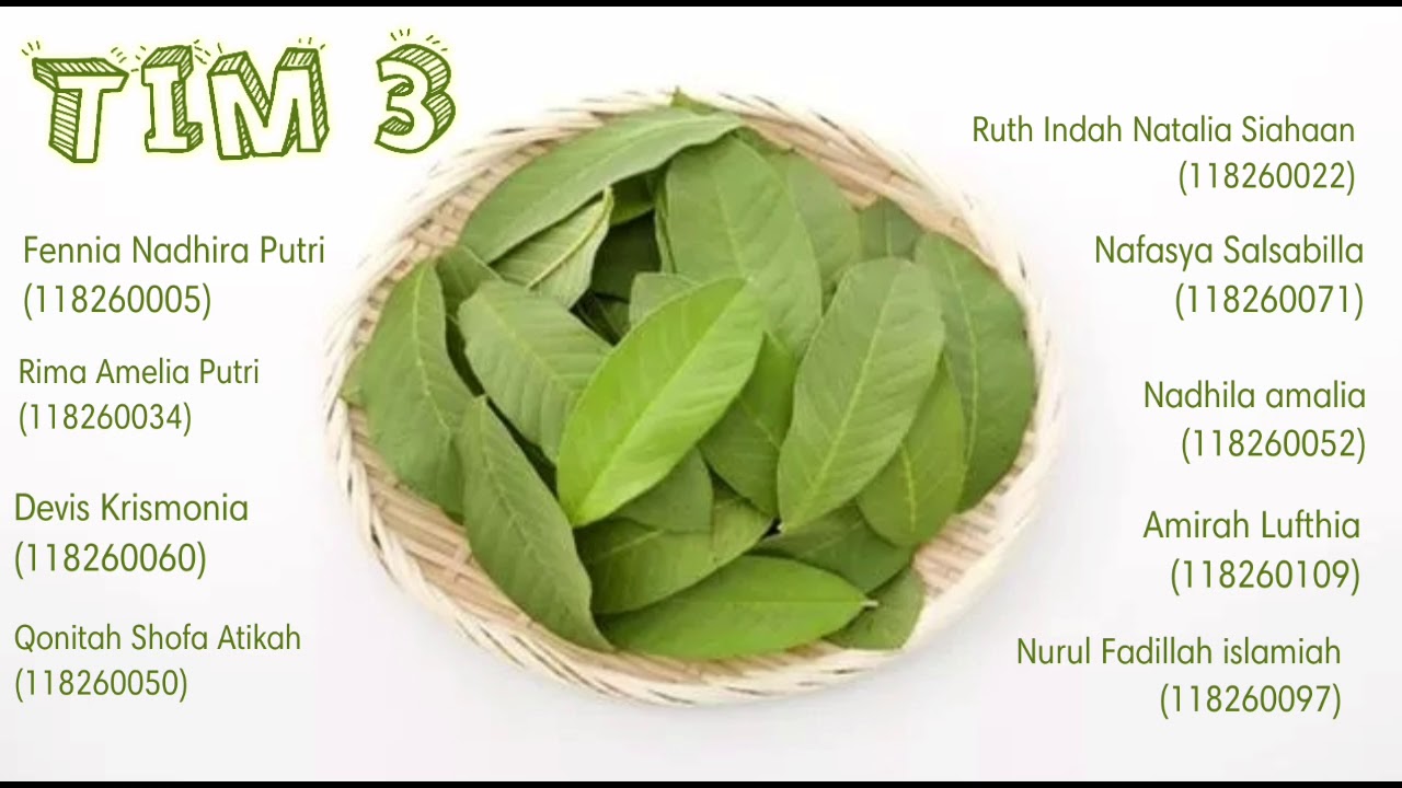 FARMASI ITERA - PEMBUATAN SIMPLISIA DAUN JAMBU BIJI (Psidii folium) TIM ...