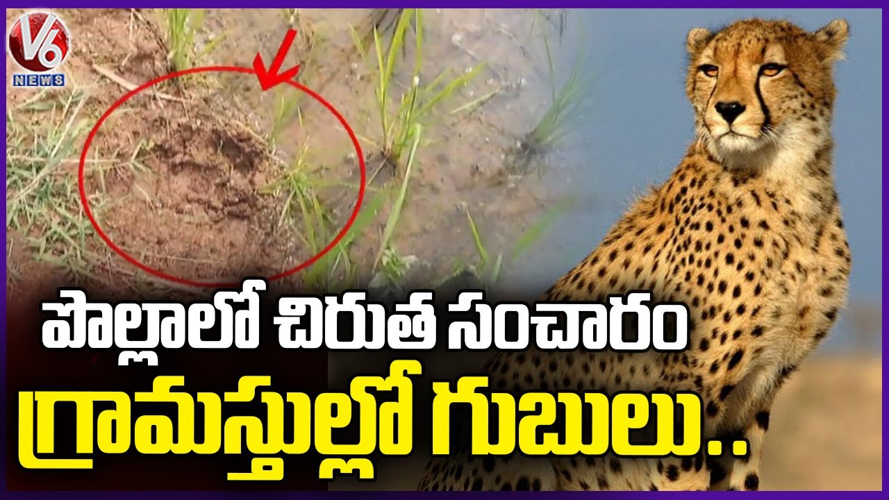 Cheetha Seen By Villagers In Jagityala District | V6 News - YouTube