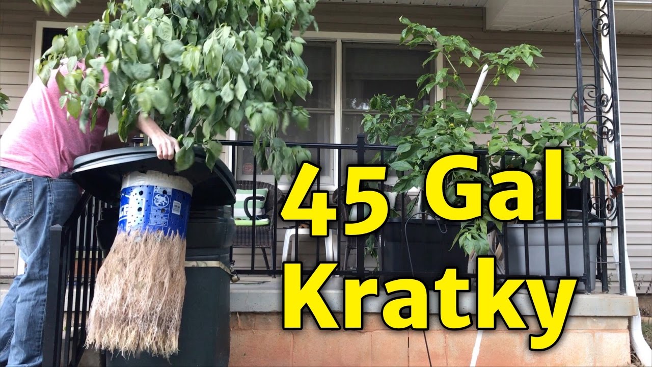 45 gallon Kratky Non-circulating hydroponics - BBM final update - YouTube