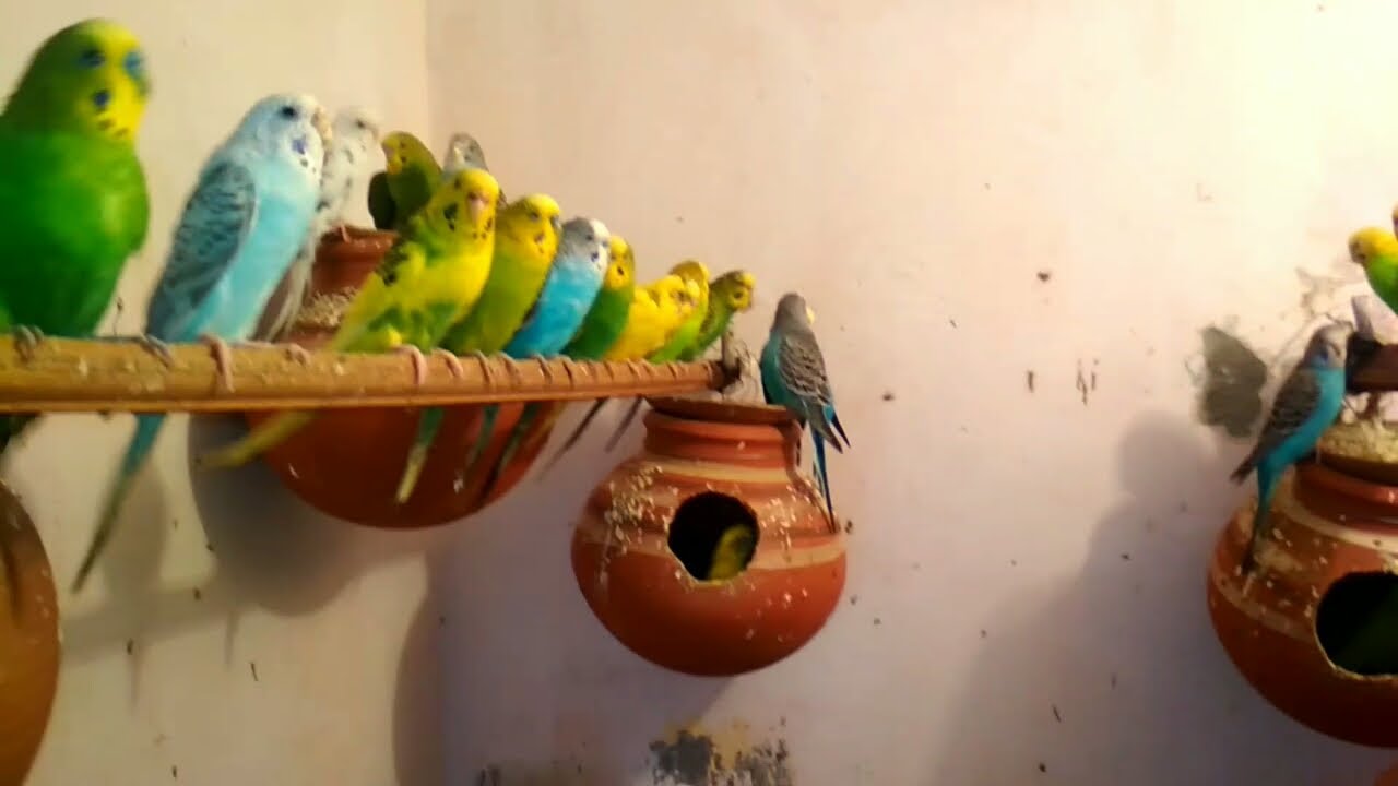 #Budgies Setup Visit - YouTube
