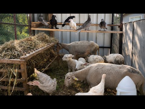 YENİ HİNDİ VE KOYUNLAR GÜVERCİNLER YENİ KÜMESTE