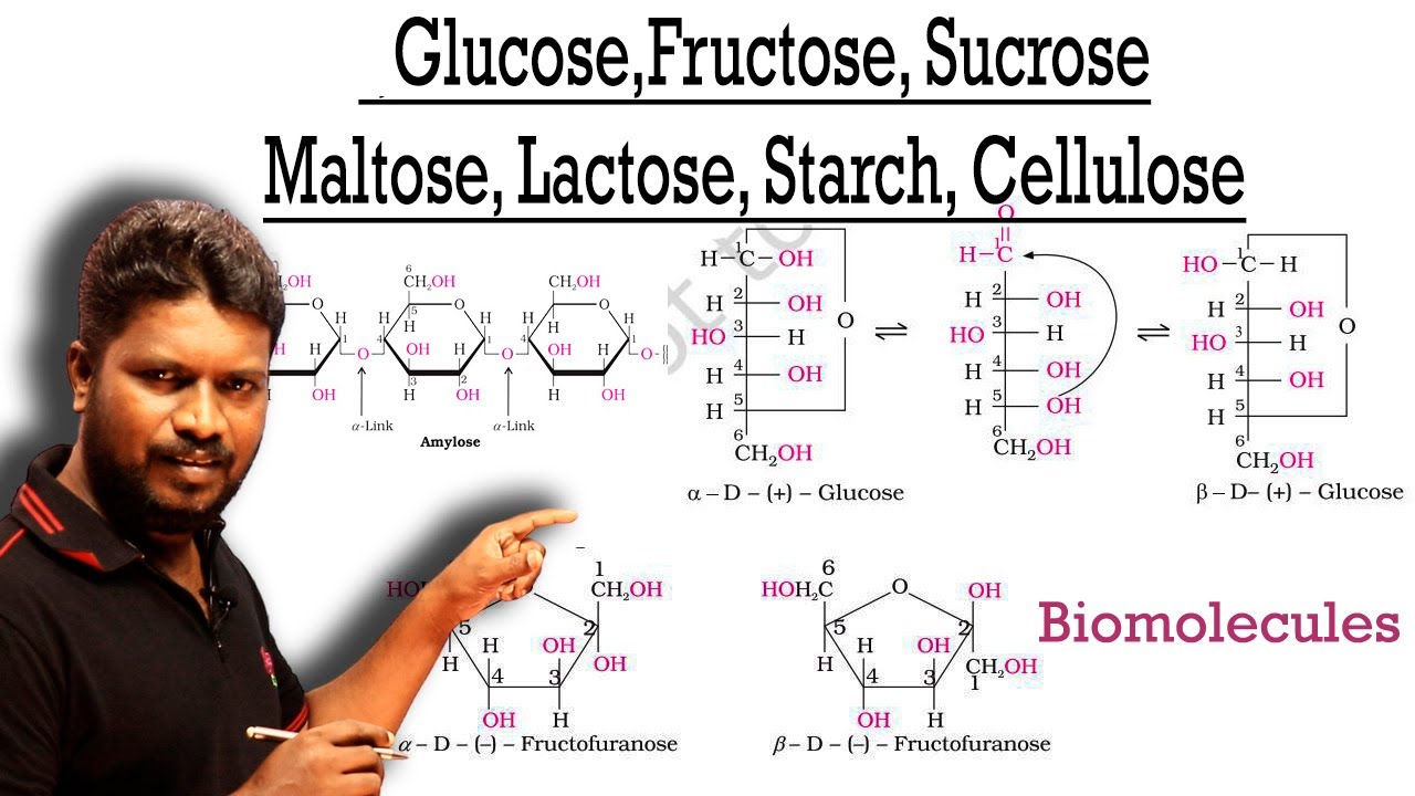 Cyclic Structure of Glucose | Fructose | Sucrose | Maltose | Lactose ...