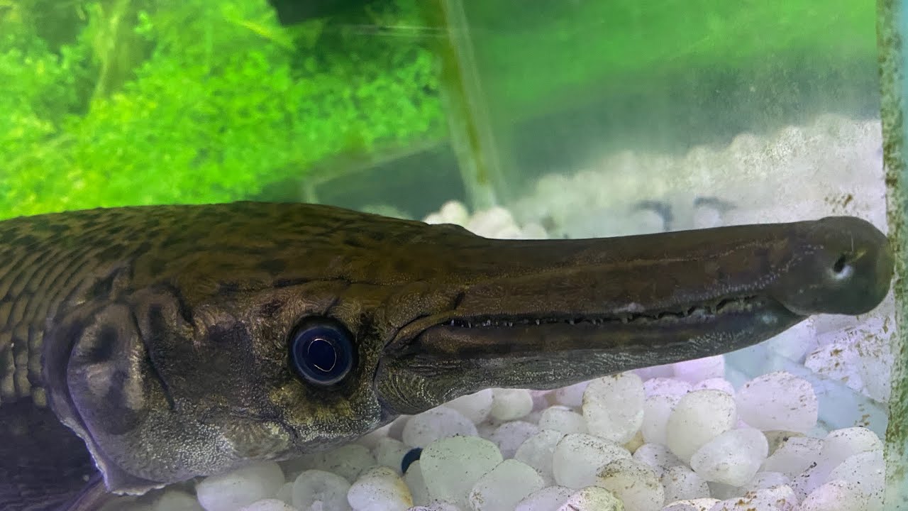 Alligator gar feeding time,gar catching the fish video 🦈 #fish #pets # ...