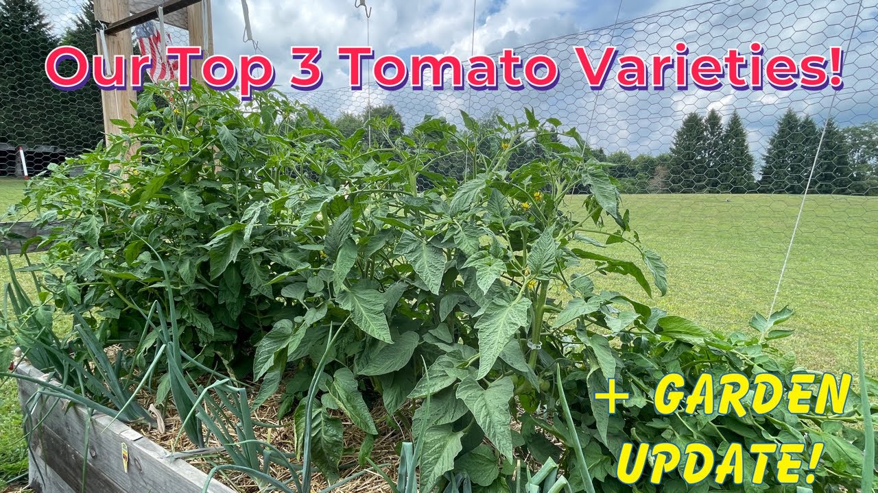 Our TOP 3 TOMATO VARIETIES this season(& garden update!) - YouTube