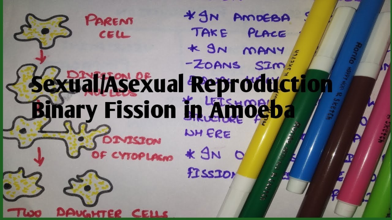Difference between Asexual and Sexual Reproduction| Binary fission in ...