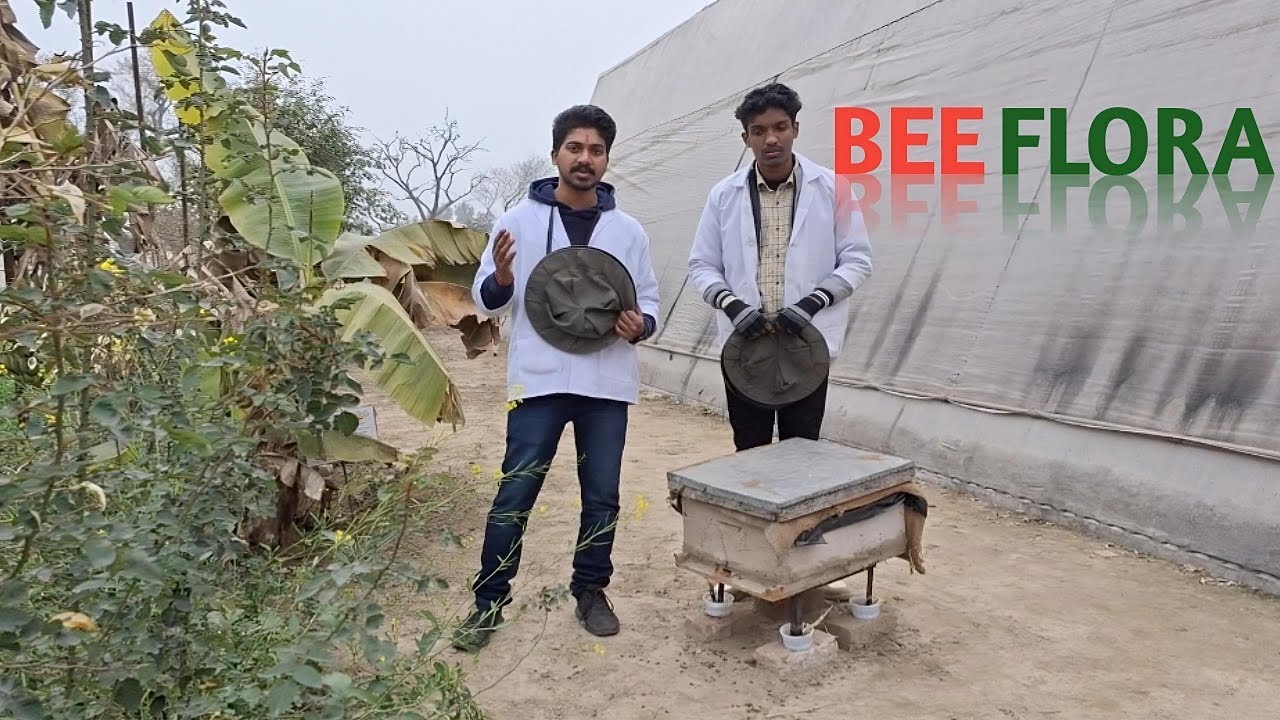 Bee Flora || Beekeeping || ENT401 || School of Agriculture || LPU - YouTube