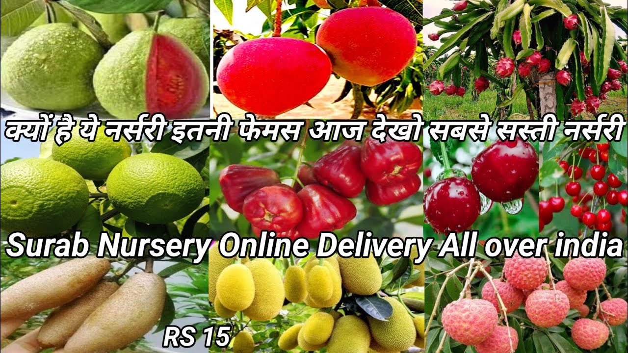 Surab Nursery इतनी famous क्यों है plants starts from rs-15 बैठे पौधे ...
