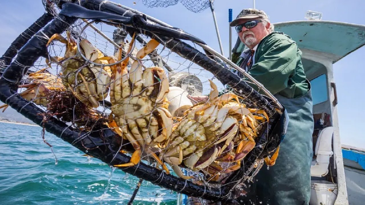 Amazing Catching Big Crabs In The Sea With Traps - Easiest Way To Catch ...