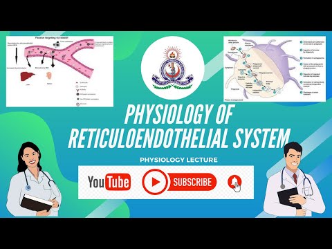PHYSIOLOGY OF RETICULOENDOTHELIAL SYSTEM - YouTube