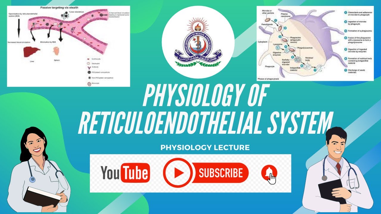 PHYSIOLOGY OF RETICULOENDOTHELIAL SYSTEM - YouTube