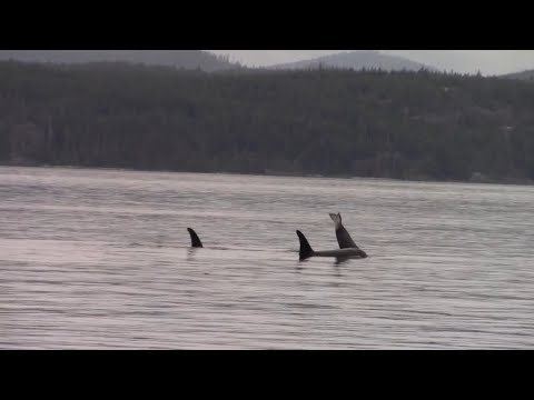 Land-based whale watching Orca Camp Vancouver Island - YouTube