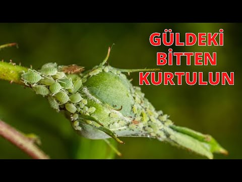 GÜLLERDEKİ YAPRAK BİTİNDEN KURTULUN kırlangıçotu toz biber acı biber