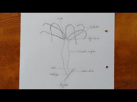 How to draw hydra || Hydra diagram drawing tutorial || Science project ...