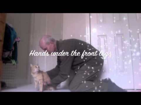 How to pick up a cat - YouTube