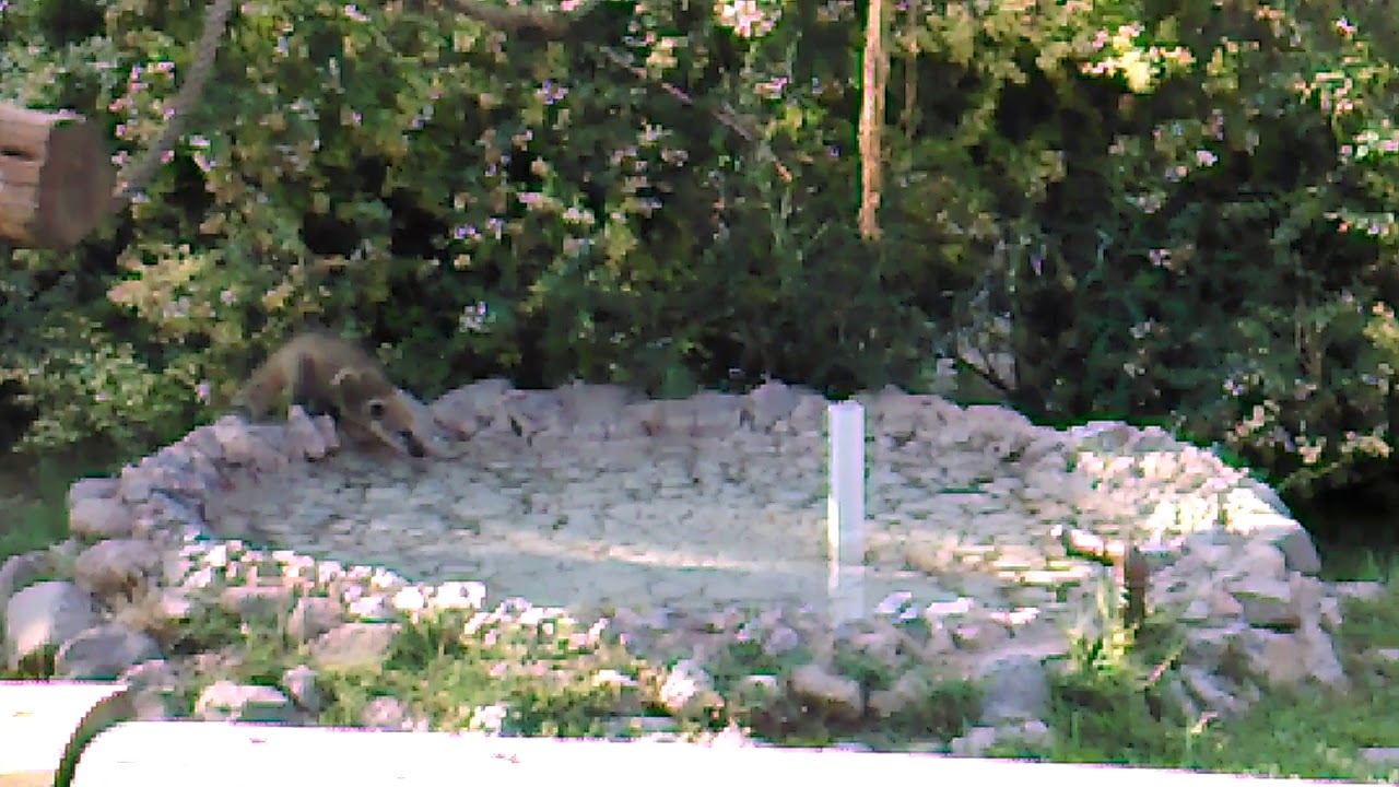 Cute animal jump rope - YouTube