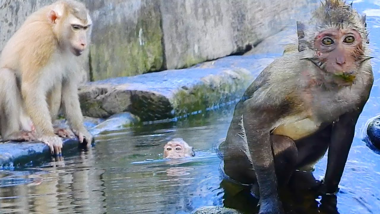 Poor monkey we rescue before scared TOM & nearly lose stable in the ...