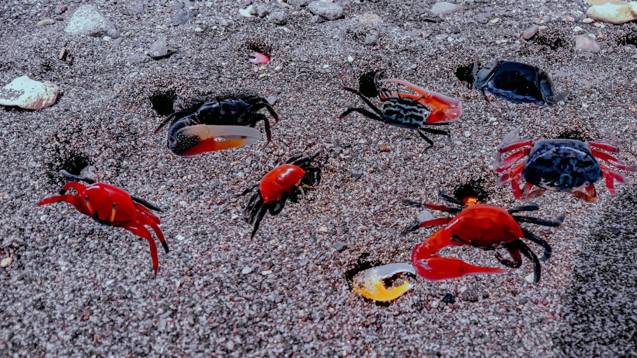 menemukan kepiting capit besar, kepiting warna-warni, crab, part25 ...