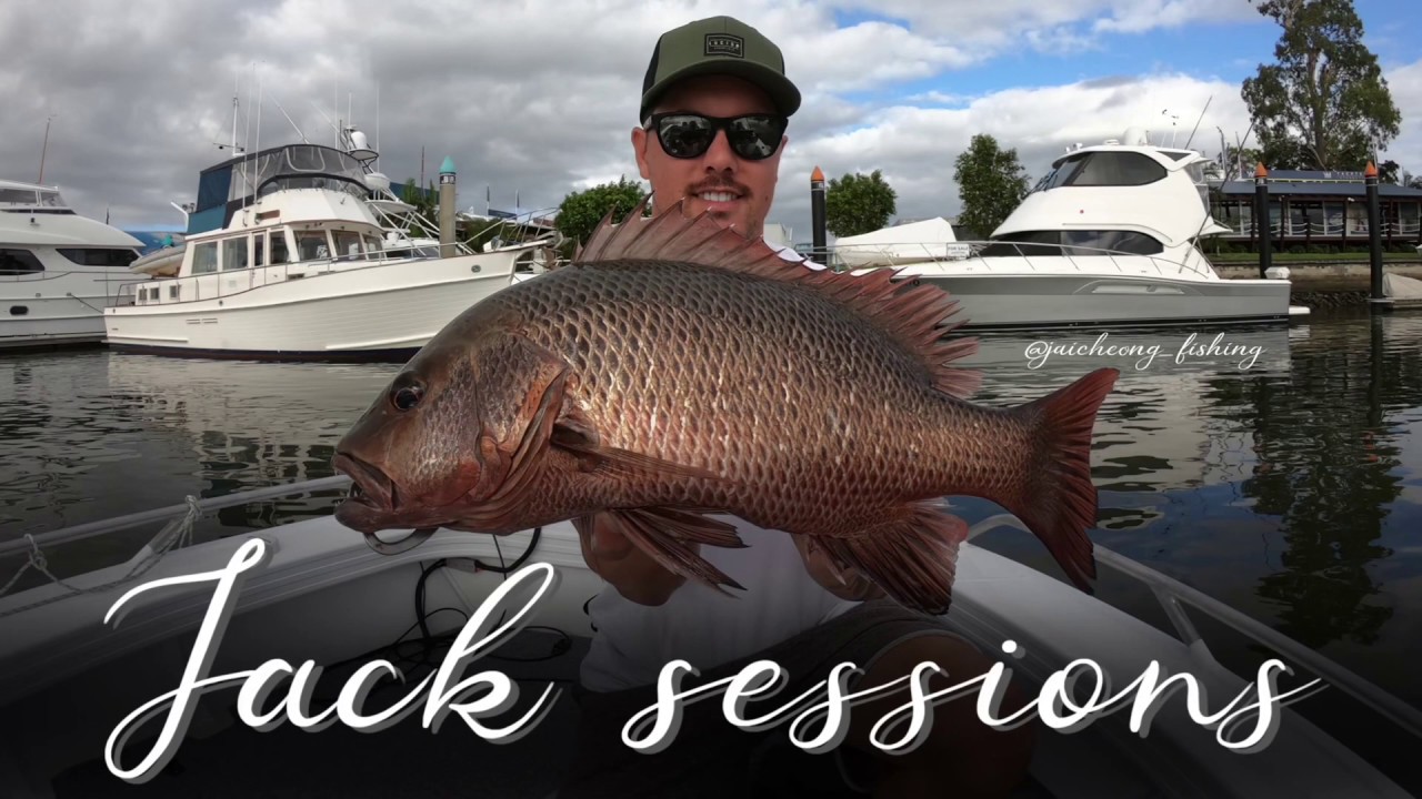 Jack sessions - Mangrove Jack hunting on the Gold Coast - YouTube