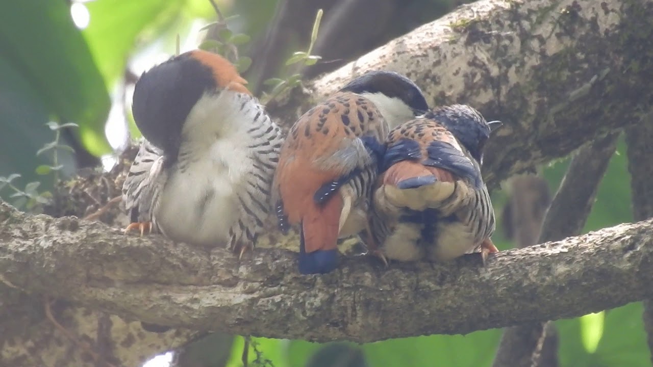 Himalayan Cutia from Sikkim - YouTube