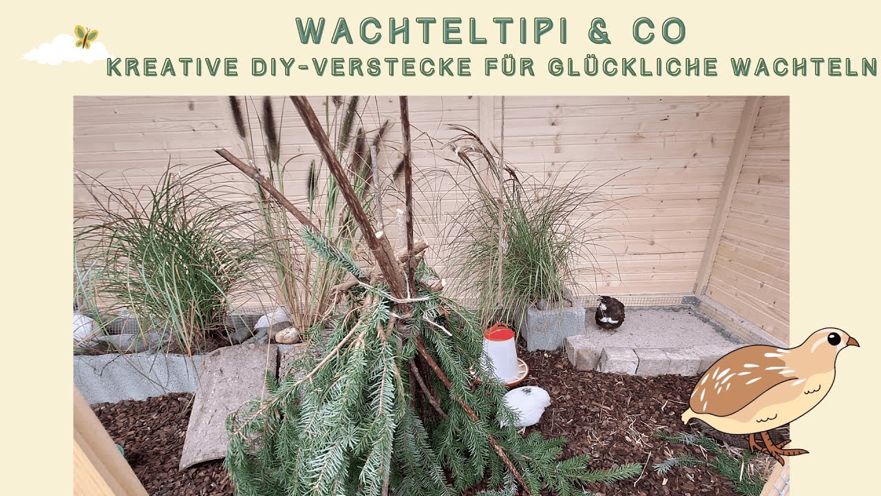 Wachteltipi & Co kreative DIY-Verstecke für glückliche Wachteln - YouTube