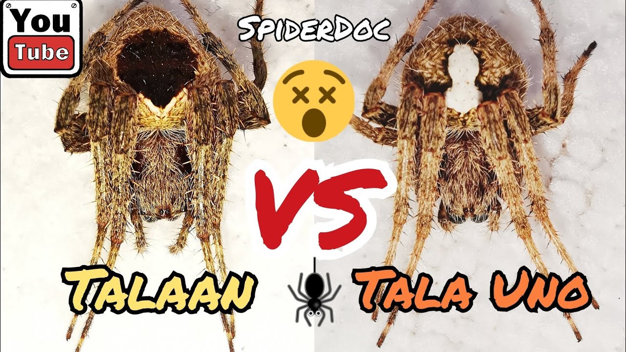PulaPusod Gaming: TALA vs TALA UNO. Laban ng mga may PakakaTALA😂 ...