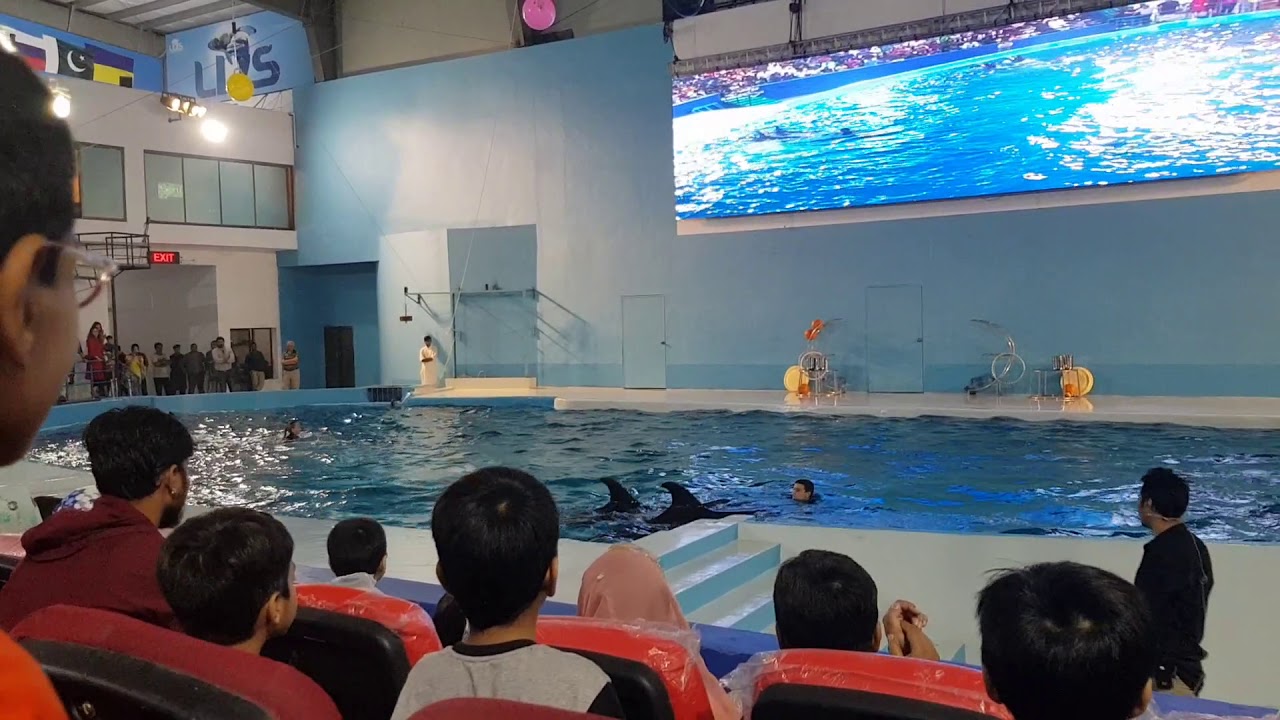 Dolphin show#Lahore#fiirst time in pakistan - YouTube