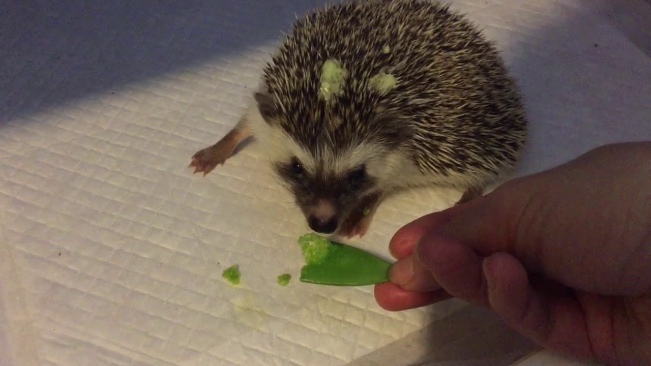 Pygmy Hedgehog Self Anointing - YouTube