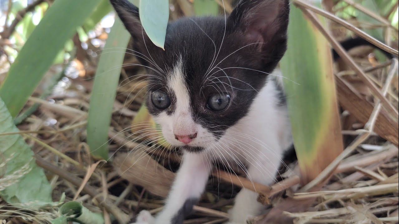 Lovely tiny kitten walking in the garden - YouTube