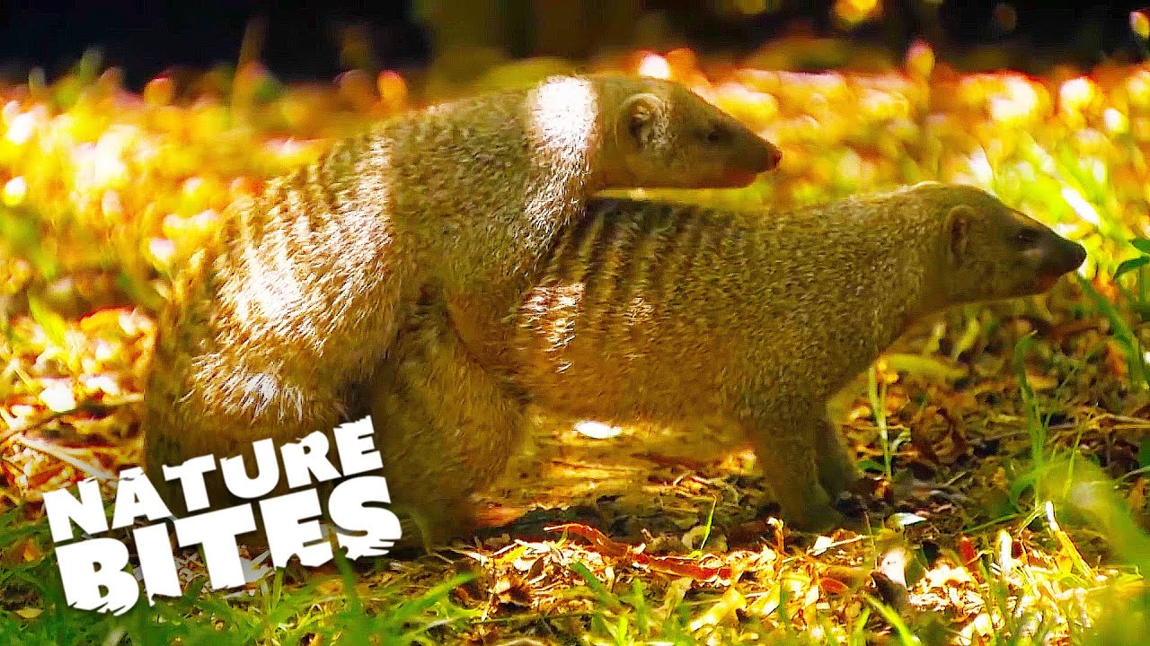 Mongooses: The Cute and Fearless Survivors of the Wild | Bandits of ...