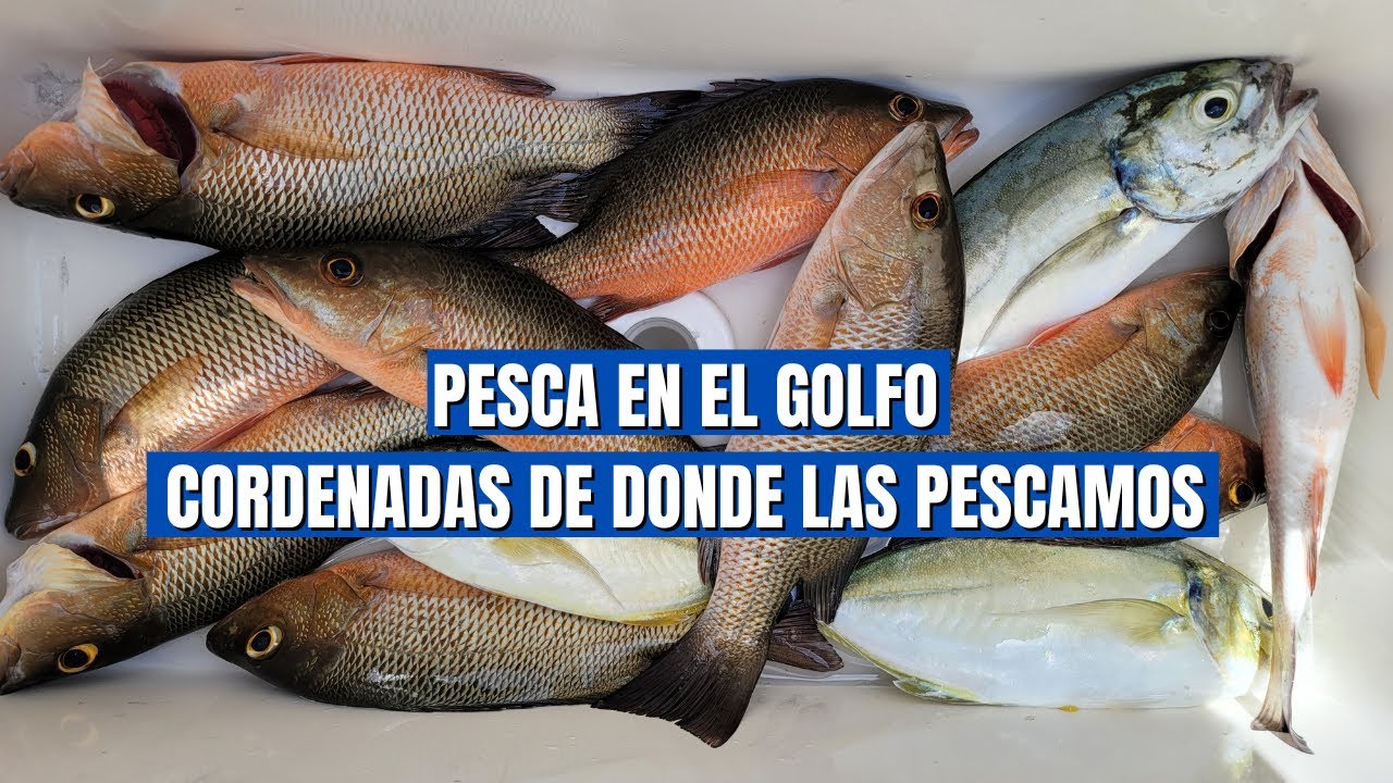 1 HORA DE PESCA EN LOS CAYOS DE LA FLORIDA (GOLFO) CORDENADAS Y ...