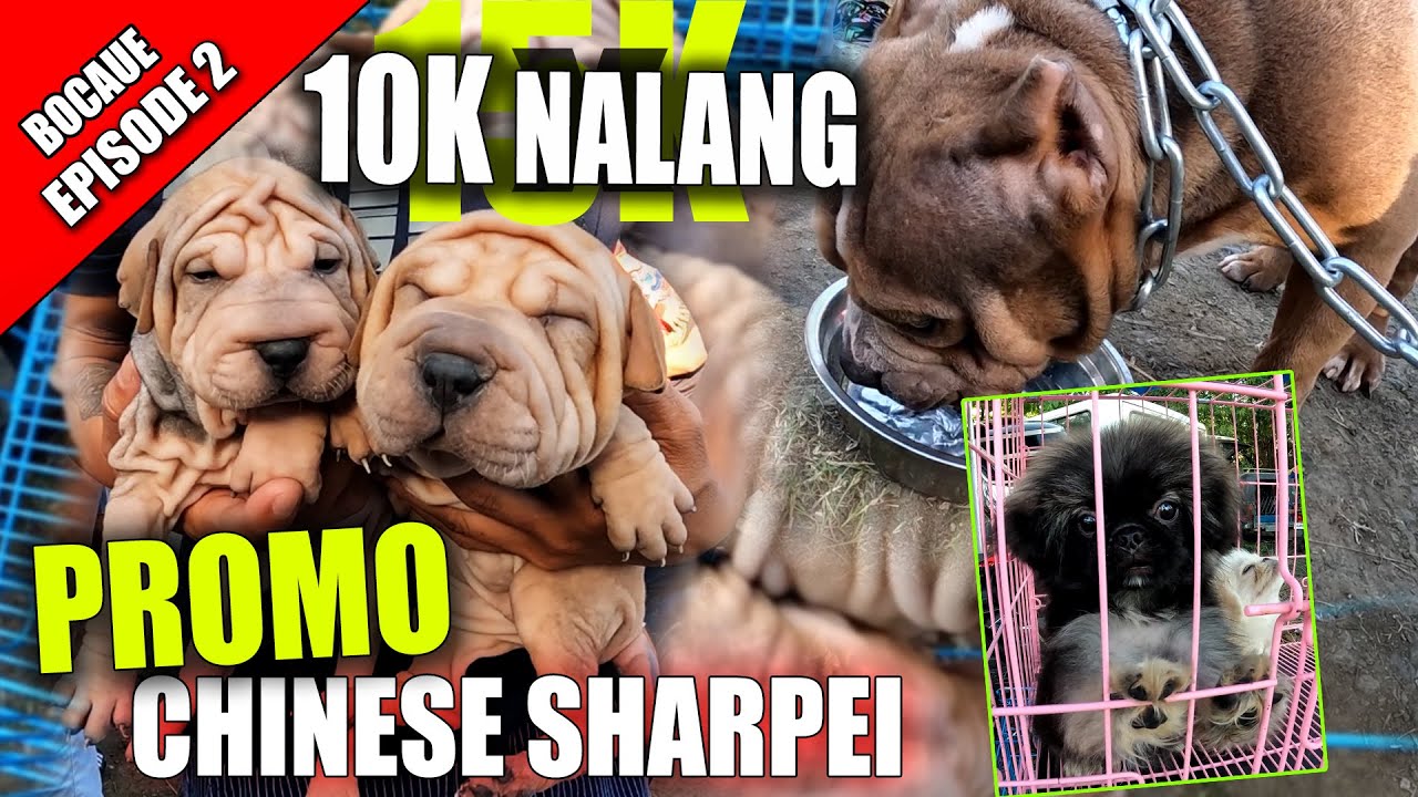 MARAMING PROMO NGAYONG DECEMBER | PEKINGESE | AMERICAN BULLY | - YouTube