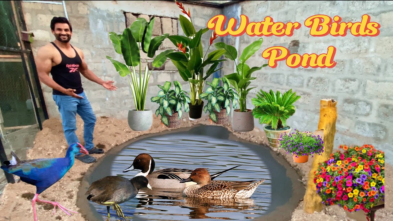 Water Birds Aviary Pond Work Start☺️ - YouTube