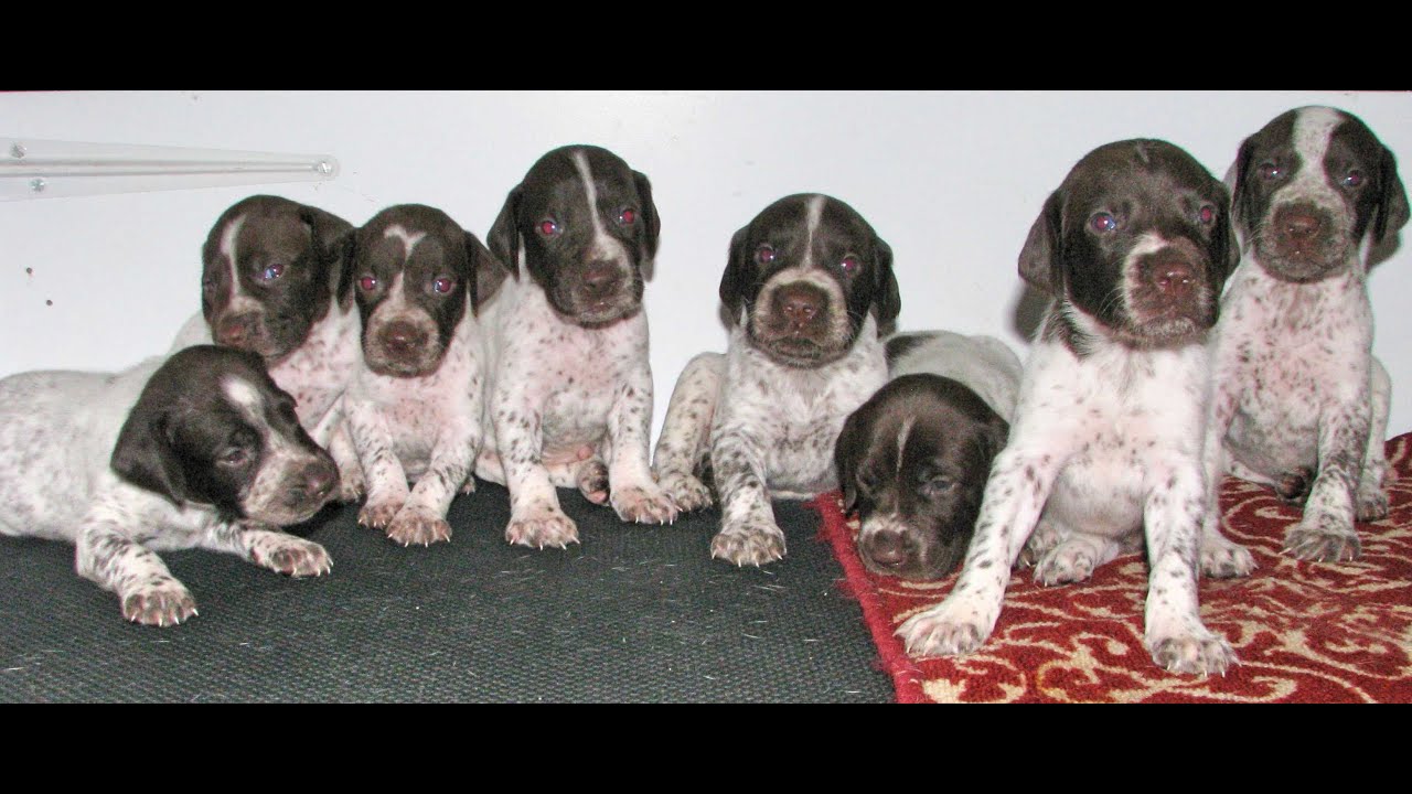 GSP Puppies - Gunner x Savvy 08 25 22 at 3 wks old - YouTube