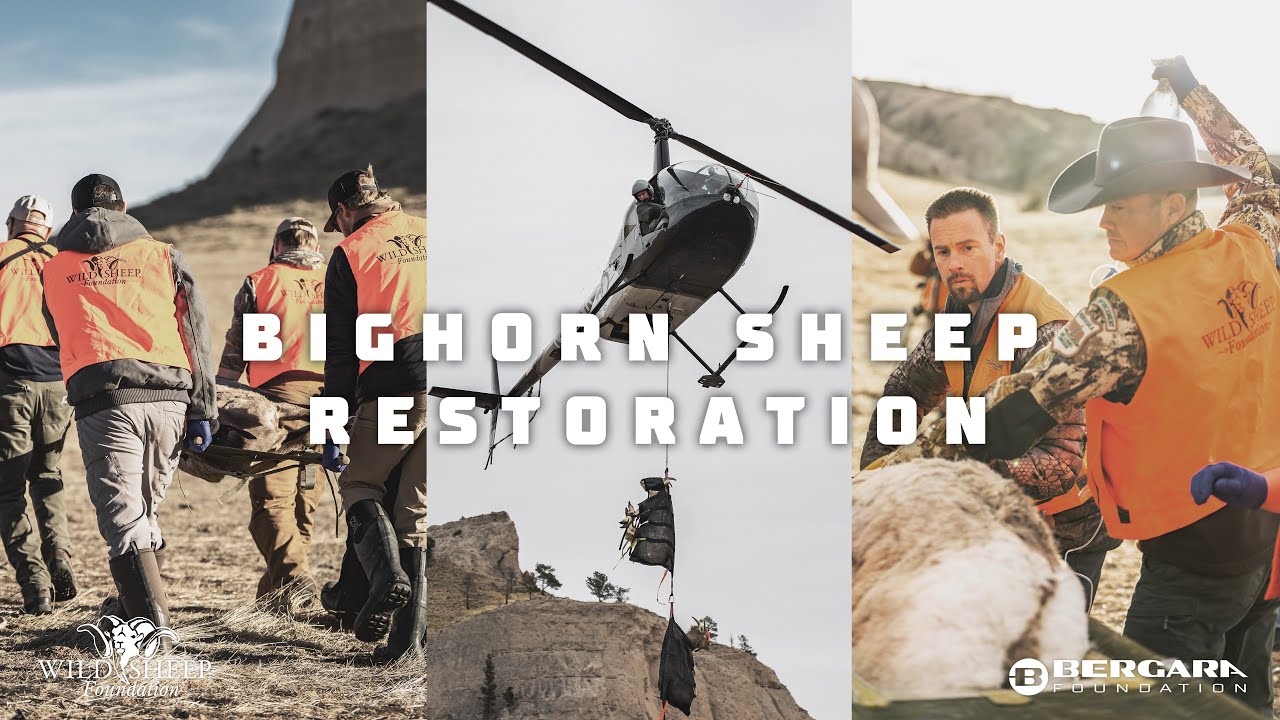 Nebraska Bighorn Sheep Restoration | Bergara Foundation x Wild Sheep ...