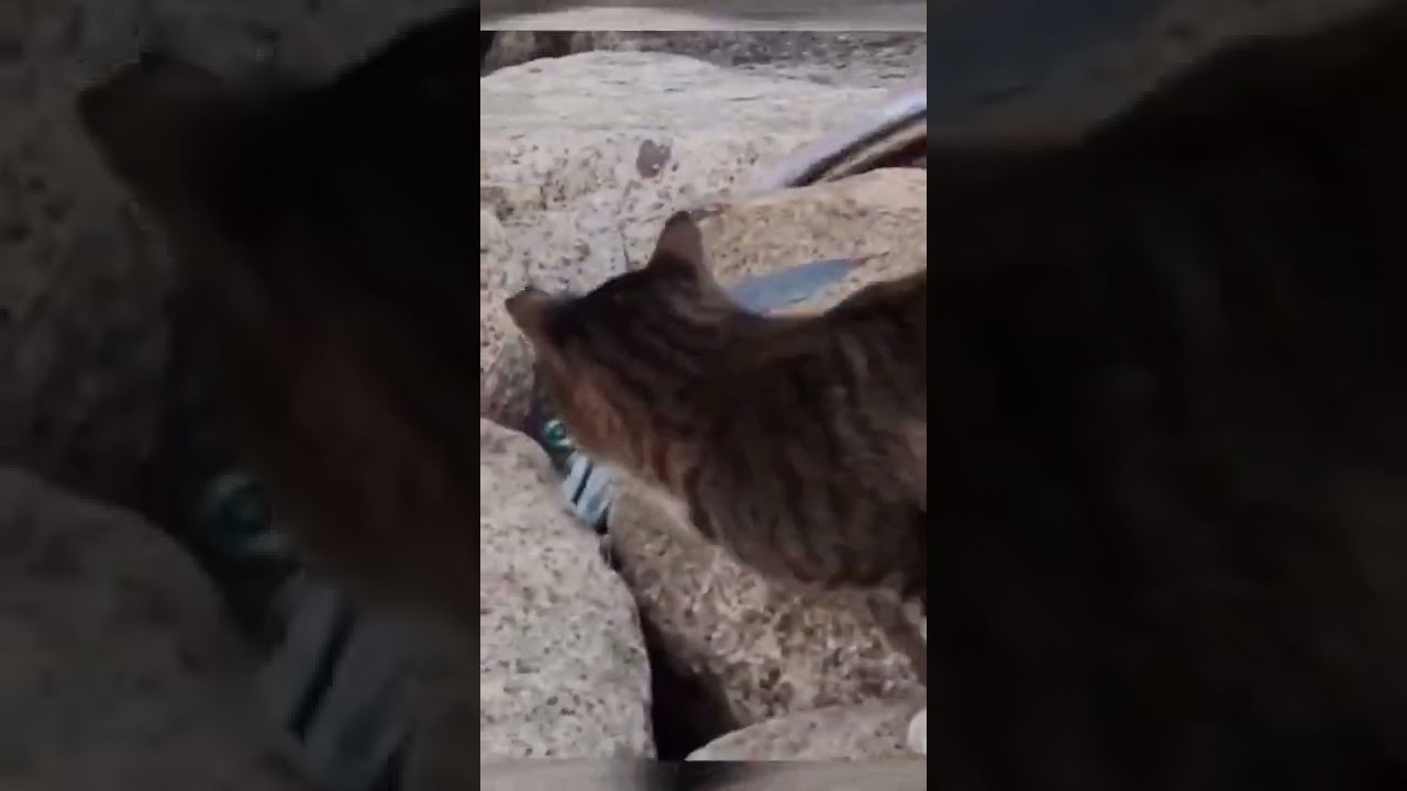 cat catching fish - YouTube