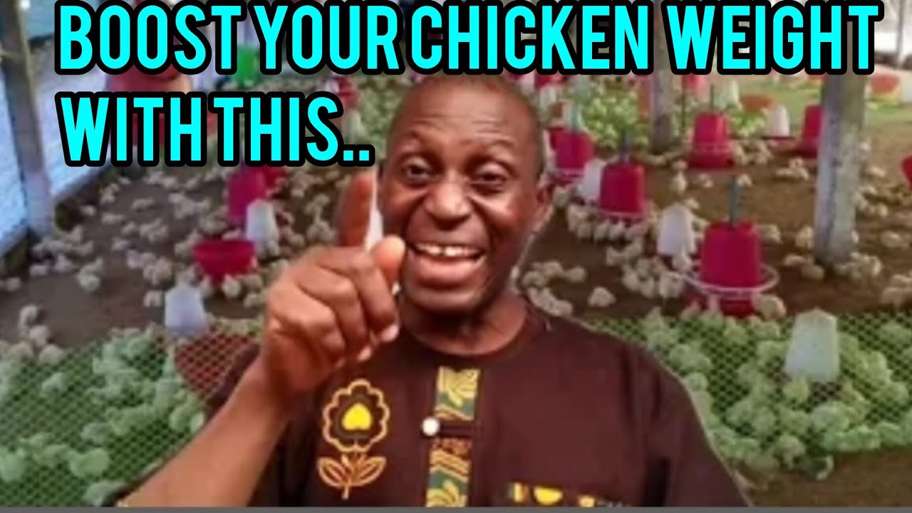How to BOOST the Growth & Weight of Your Chickens Prior To Market with ...