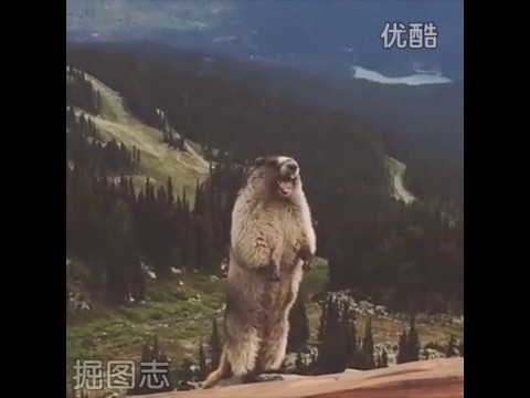 Prairie Dog Scream Swarce Museum - YouTube