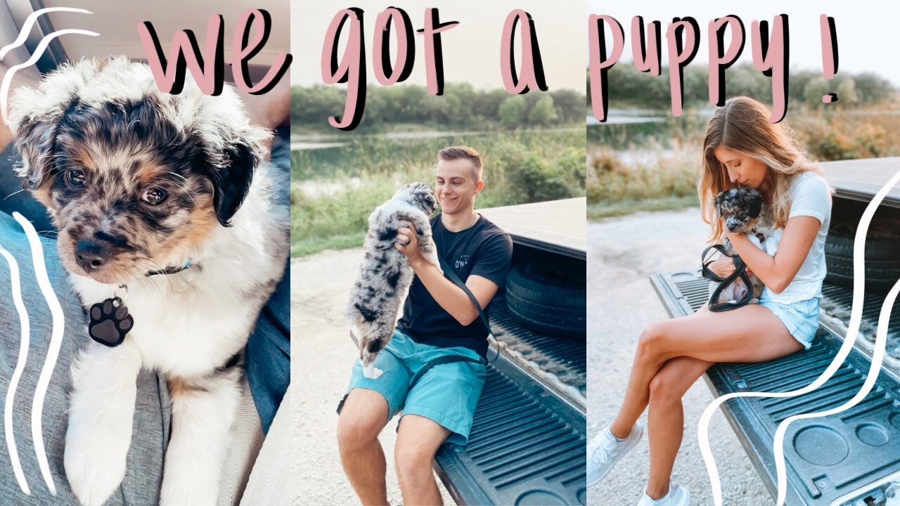 I GOT A PUPPY! BRINGING HOME OUR NEW 8-WEEK OLD MINI AUSSIE PUPPY ...