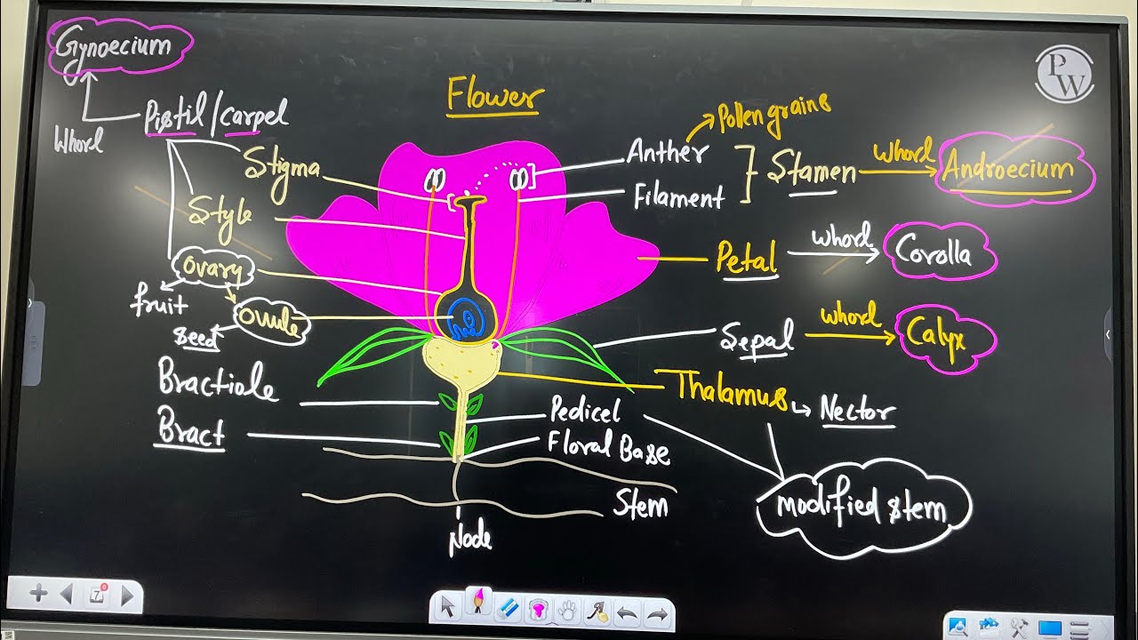 Morphology of flower with live example #first_time_on_YouTube ...