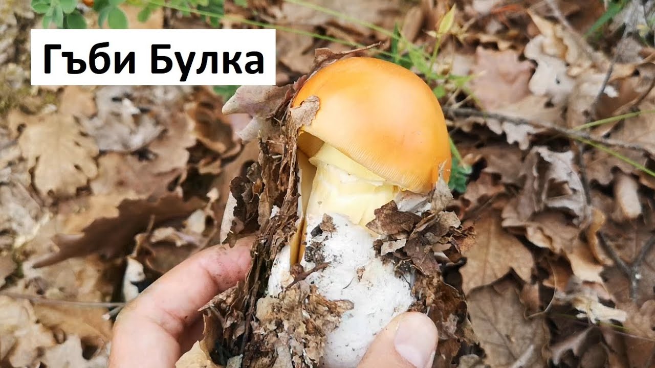 Гъби Булка - YouTube