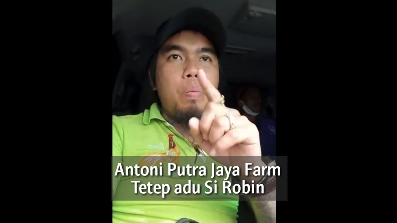 Dokter ayam gak dateng,, Antoni Putra Jaya Farm tetep adu si Robin ...
