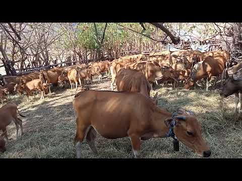 Pemeliharaan sapi sumbawa paling gampang - YouTube