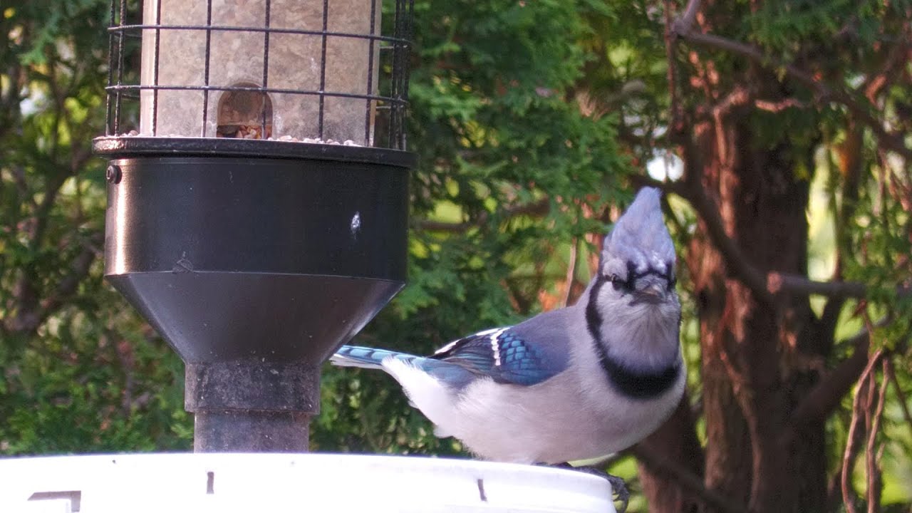 Common Backyard Birds || Mix - YouTube