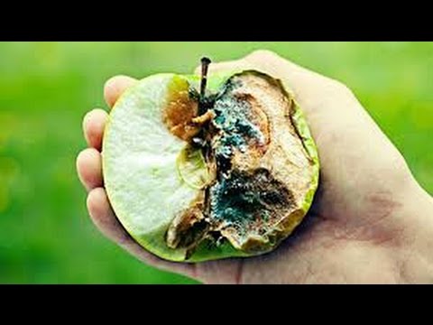 When You Buy An Apple, It's Already 1 Year Old! (REUPLOAD) - YouTube