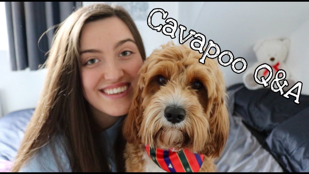 Cavapoo Q&A | Bailey's breeder and tips for first time owners | # ...