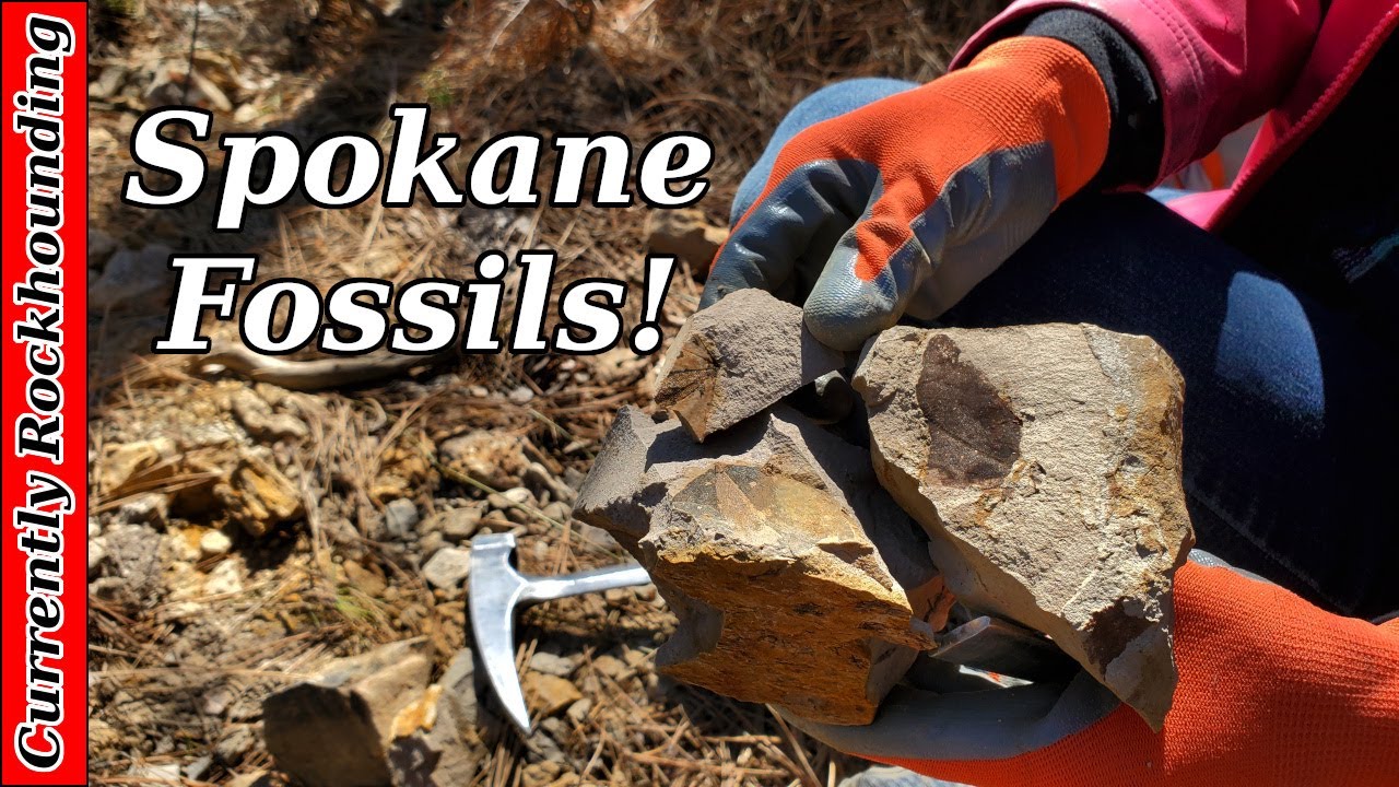 Spokane Rocks: Miocene Leaf Fossils - YouTube