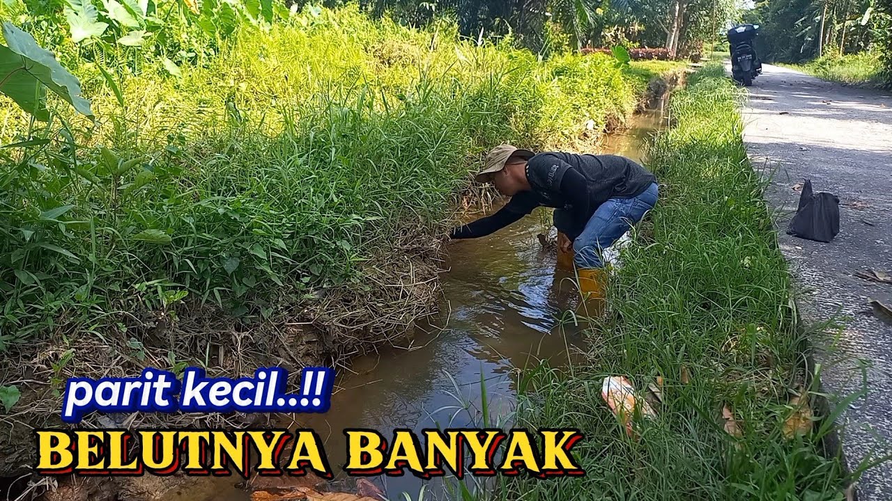 PARIT KECIL ‼️ BELUTNYA BANYAK ,SIAPAPUN MACING PASTI PUAS - YouTube